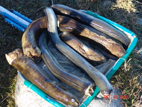 Friends of Merrymeeting Bay Cybrary