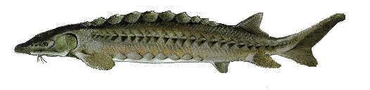 Friends of Merrymeeting Bay Cybrary